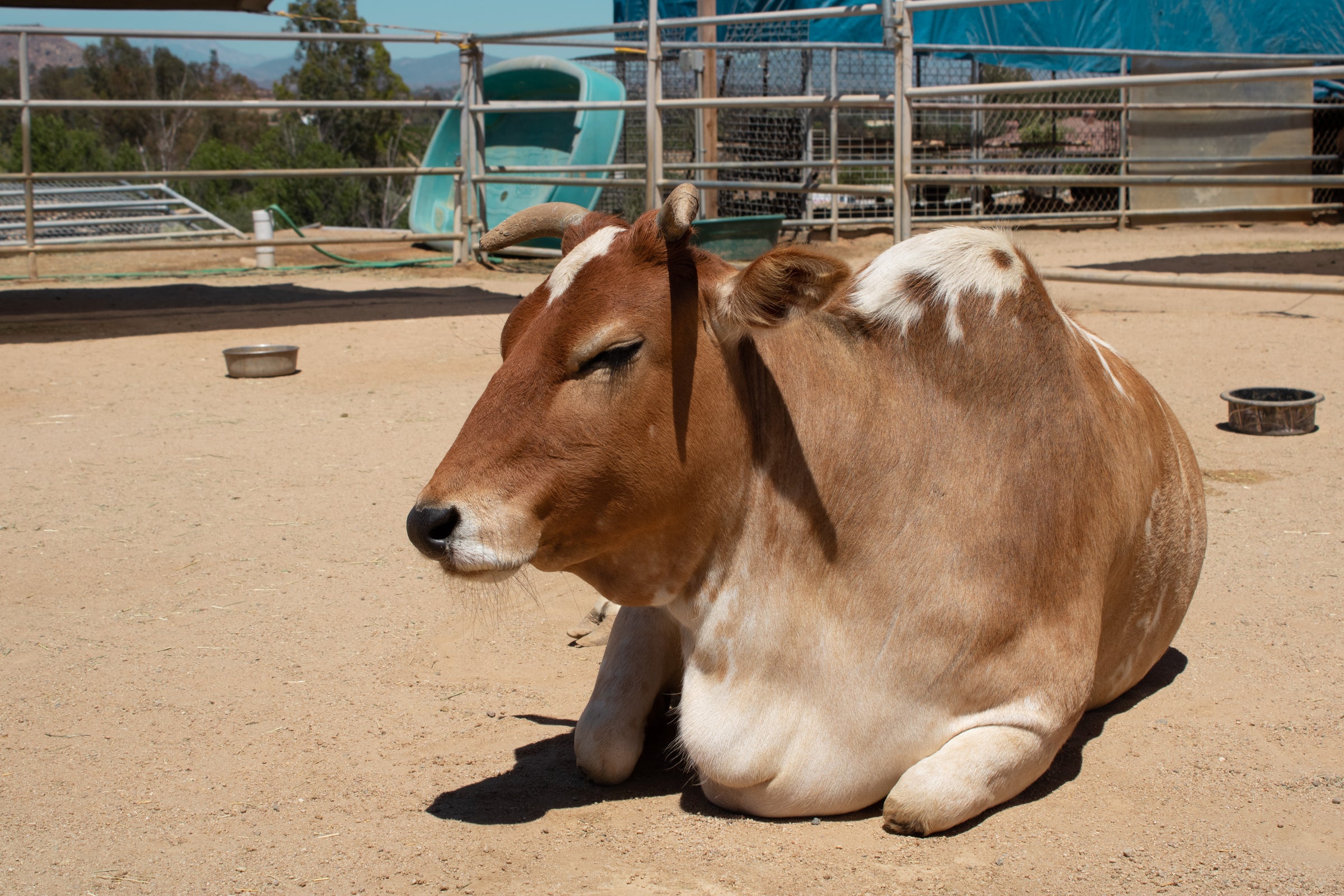 Gallery – Sugarplum Zoo’s Animals, Chocolate & Wine in Temecula ...